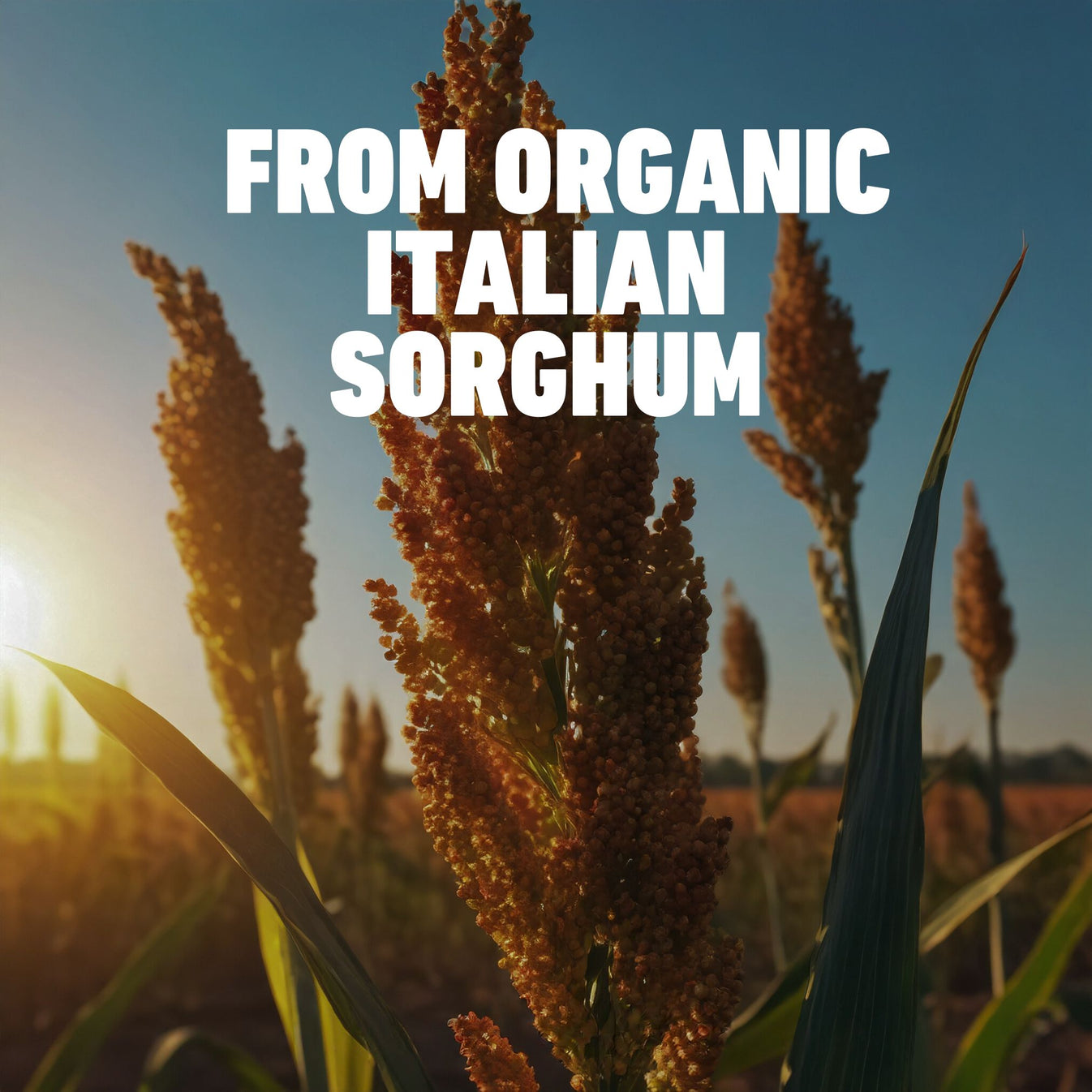 Organic Sorghum Flour / Gluten Free 1kg – Sun & Seed